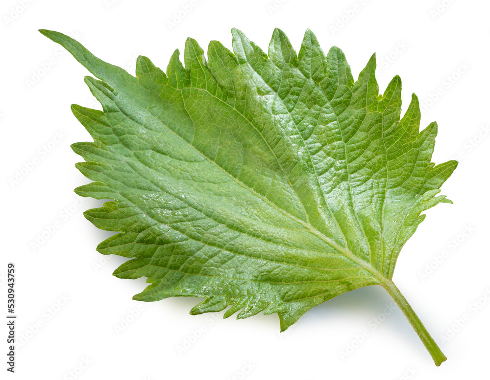 Green Shiso leaf isolated on white background, Oba leaf, Sesame leaves ...