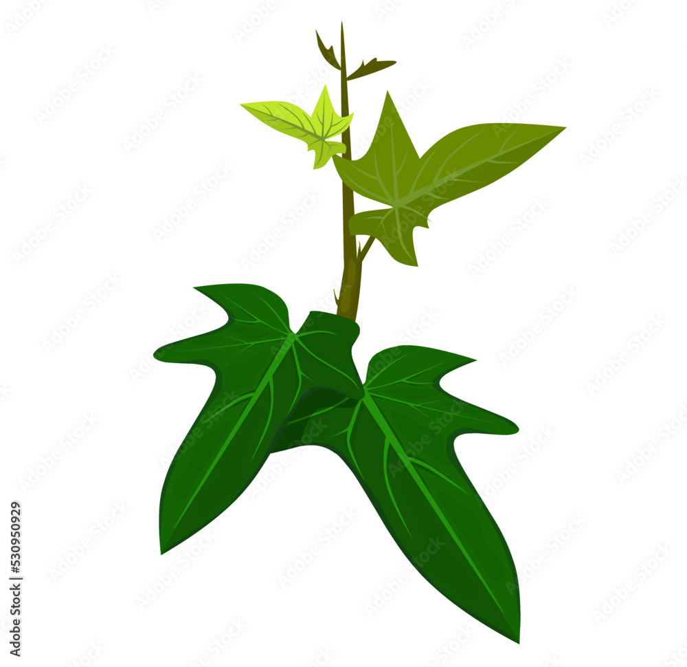 Sweet Potato Yam Tuber Camote Kamote Vines Leaves Isolated Vector ...