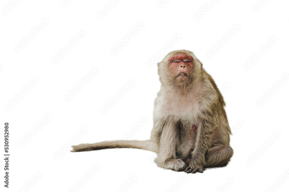 red-faced monkey with transparent backgrounds Stock 写真 | Adobe Stock