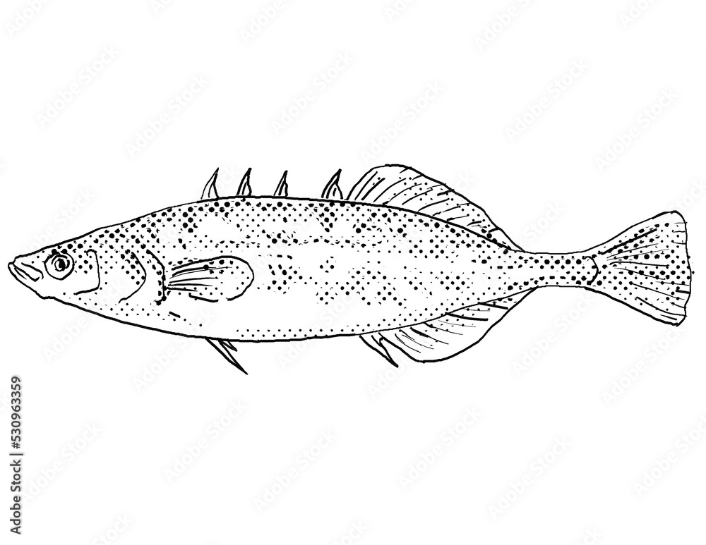 Cartoon style line drawing of a brook stickleback or Culaea inconstans ...