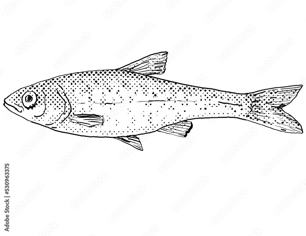 Cartoon style line drawing of a common shiner or Luxilus cornutus ...