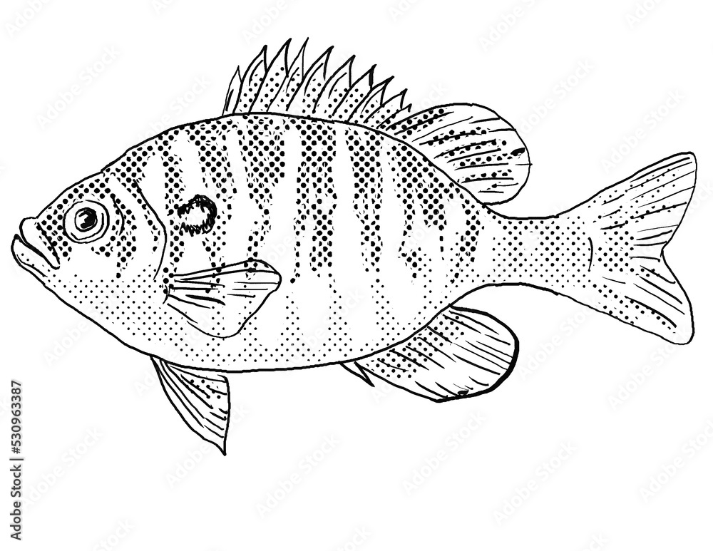 Cartoon style line drawing of a dollar sunfish or Lepomis marginatus ...