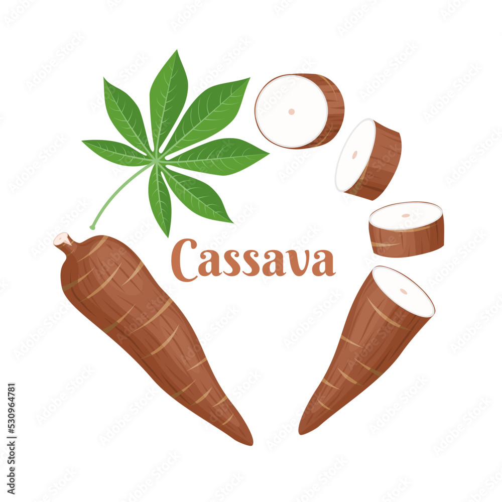 Vector illustration, cassava root (Manihot esculenta, also known as ...