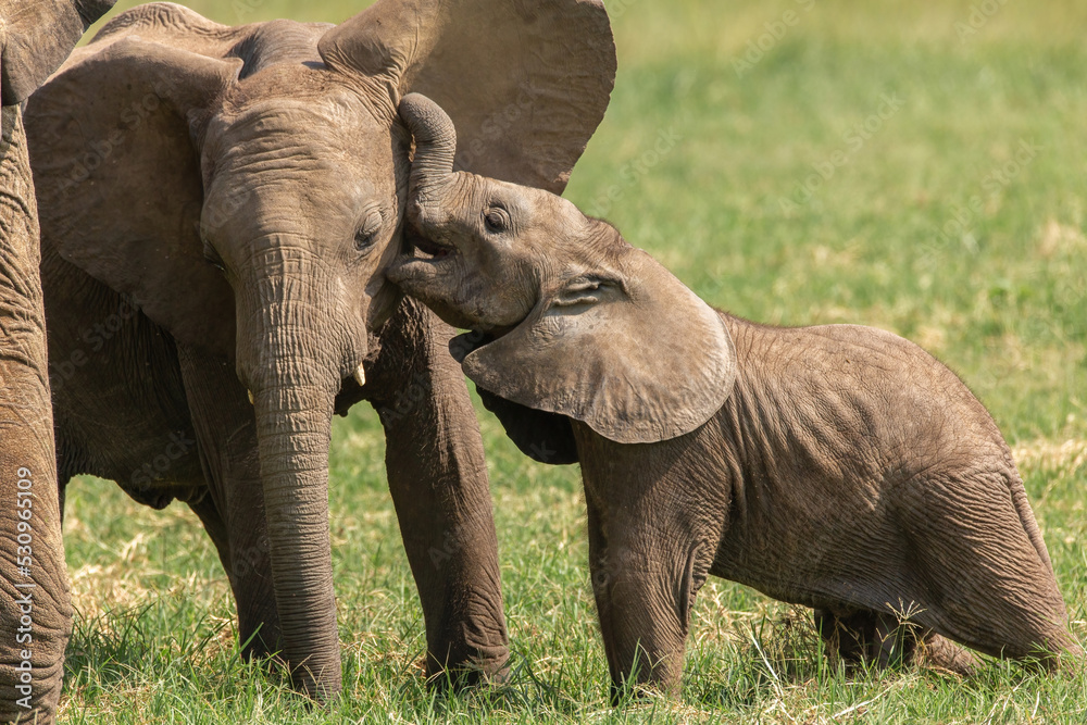 Cute and funny young African elephant leaning with his mouth to another ...