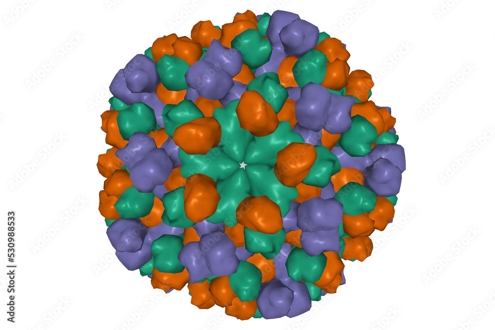 Human hepatitis E virus capsid, 3D surface model isolated, transparent ...