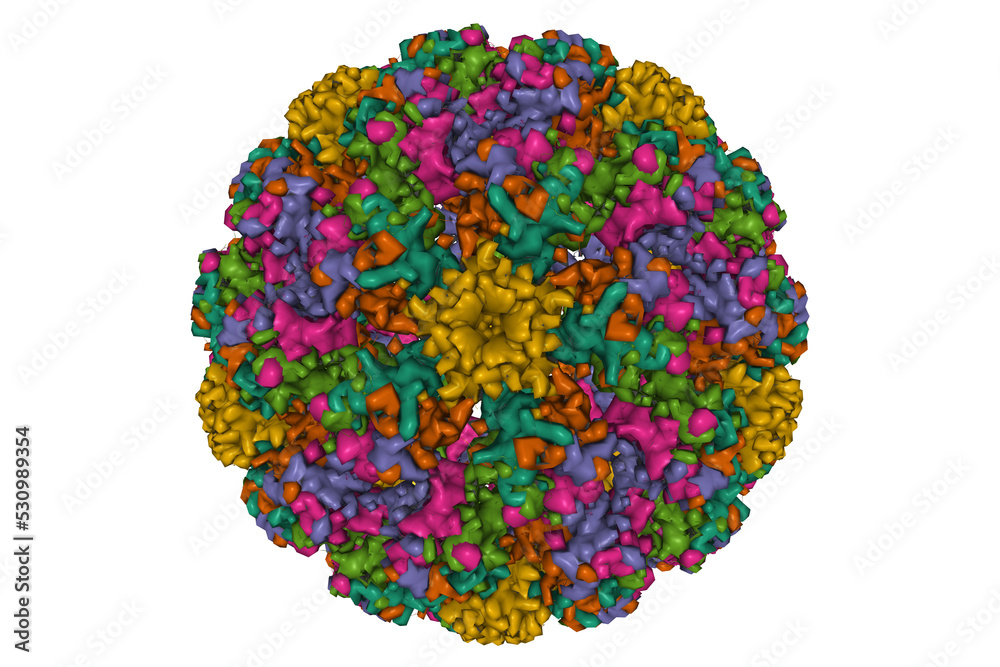 Pseudo-atomic structure of human papillomavirus type 59 L1 virus-like ...