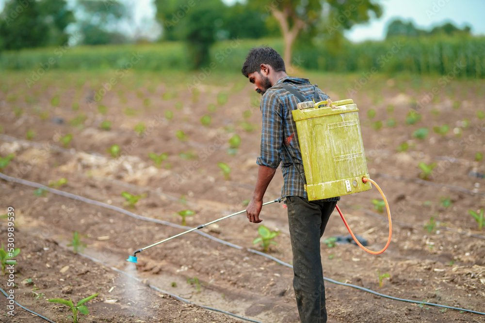 Indian farmer spraying pesticides in green banana agriculture field ...