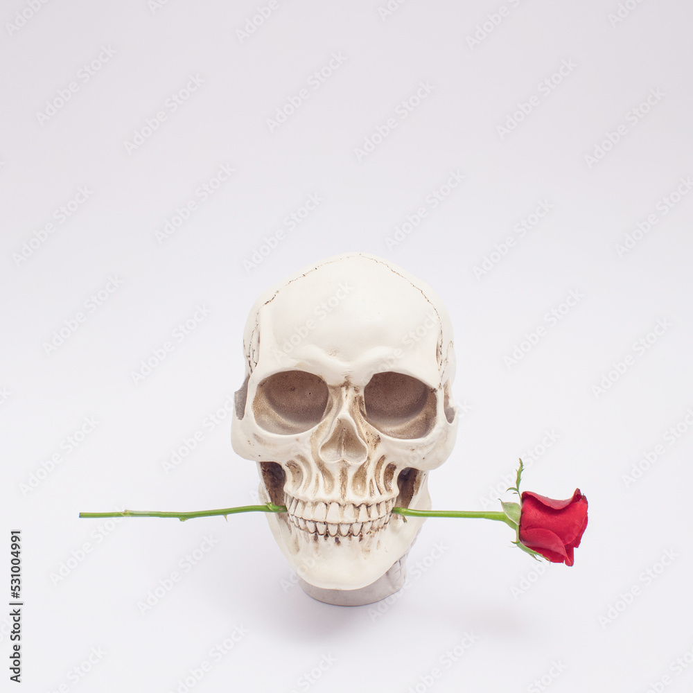 Foto de Realistic human skull with a red rose in its mouth. Aesthetic ...