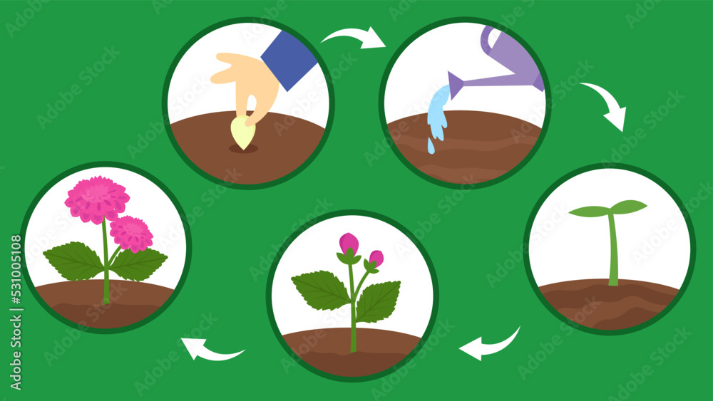 flower growth diagram from seeds Stock Vector | Adobe Stock