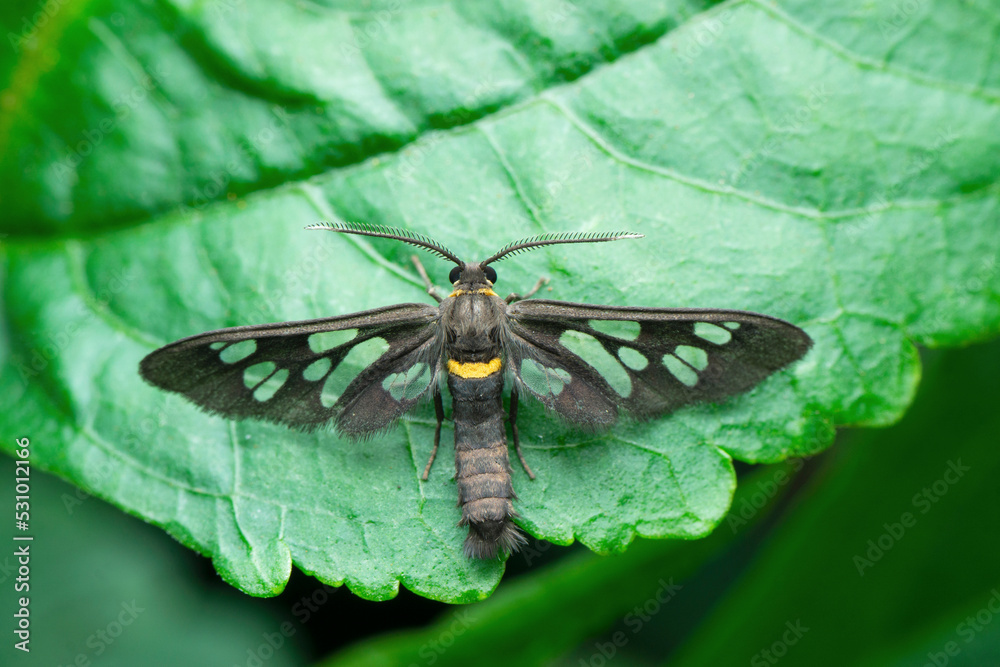 Wasp mimicking moth species, Satara, Maharashtra, India Stock Photo ...