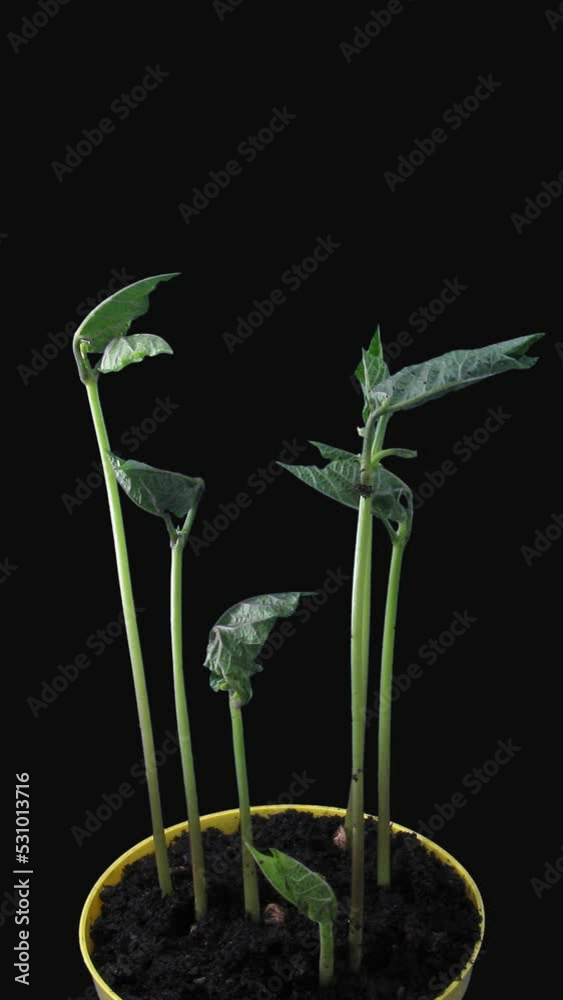 Phototropism effect in growing beans vegetables with ALPHA transparency ...