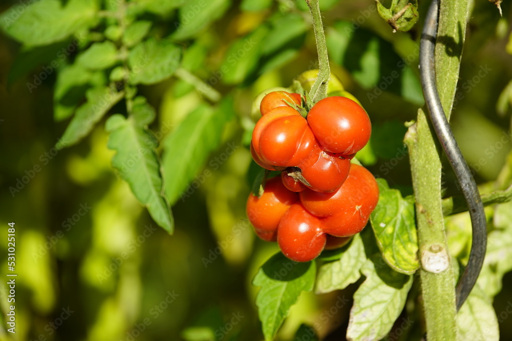 The travel tomato (Solanum lycopersicum) is a beefsteak tomato from ...