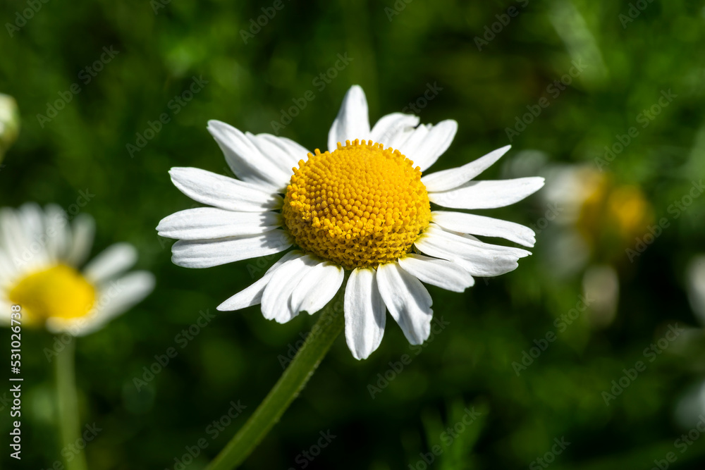 Chamaemelum nobile a summer flowering plant with a white summertime ...
