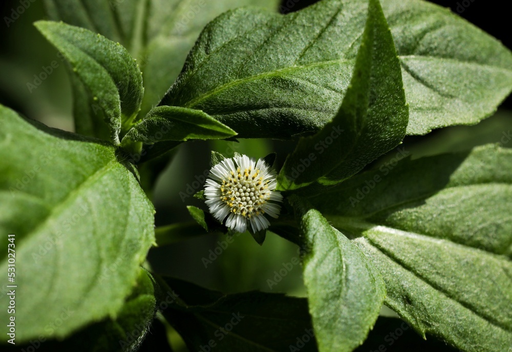 Closeup of false daisy. Karisalankanni. Eclipta prostrata. Eclipta alba ...