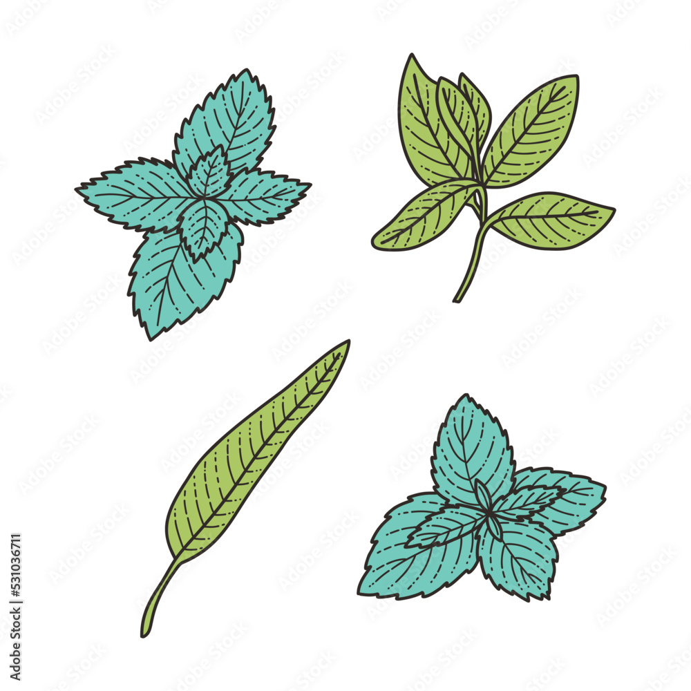 Sprig of mint, Salvia officinalis, spice, fragrant herbs - vector ...