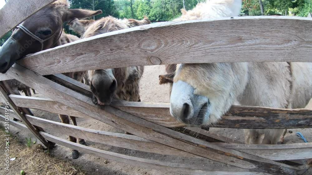 Woman feeding donkey at donkey farm. Domestic donkey, ass. Many donkeys ...