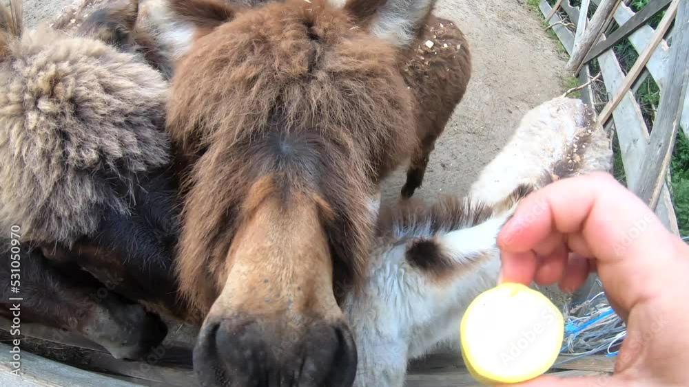 Woman feeding donkey at donkey farm. Domestic donkey, ass. Many donkeys ...