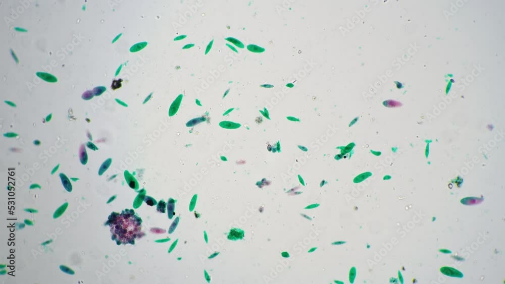 Stockvideo Microscopic view of euglena 100x on bright field background ...