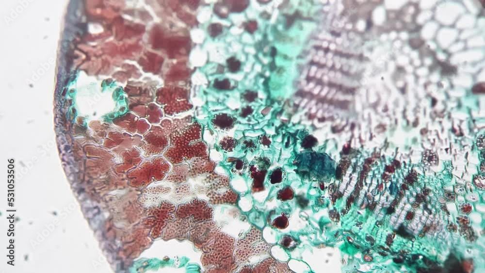 Vídeo do Stock: Pinus leaf in transversal section filmed under ...