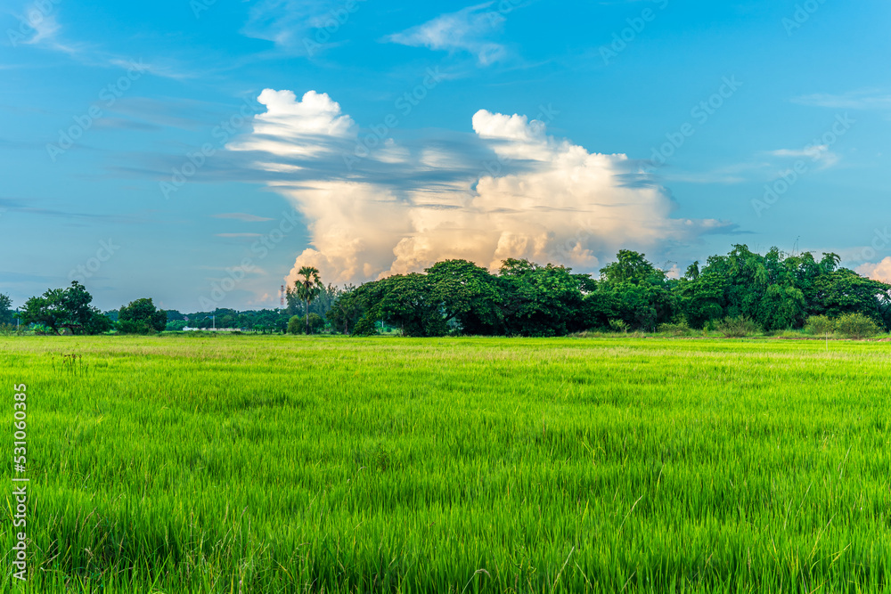 Scenic view landscape of Rice field green grass with field cornfield or ...