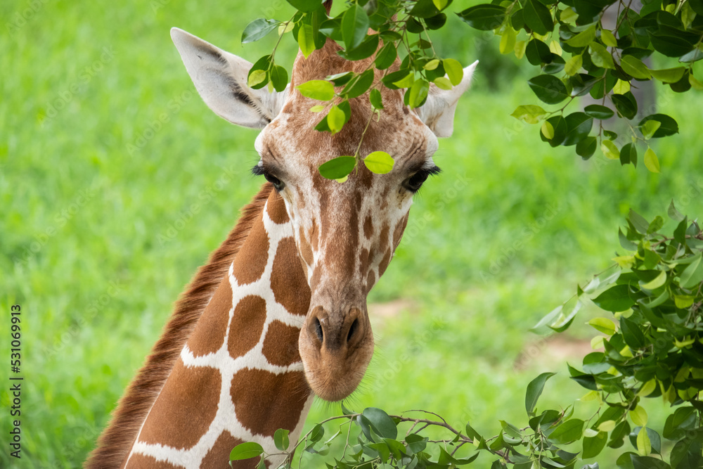 The calf (Baby giraffe) is eating leaves, the main food of the giraffe ...