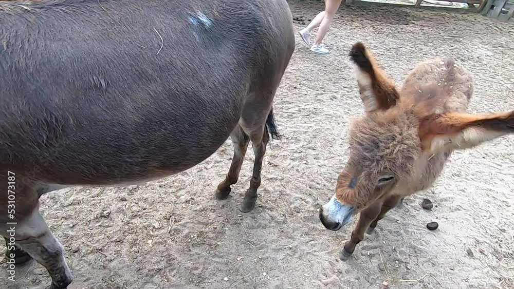 Girl stroking domestic donkey on head at donkey, ass farm. Many donkeys ...