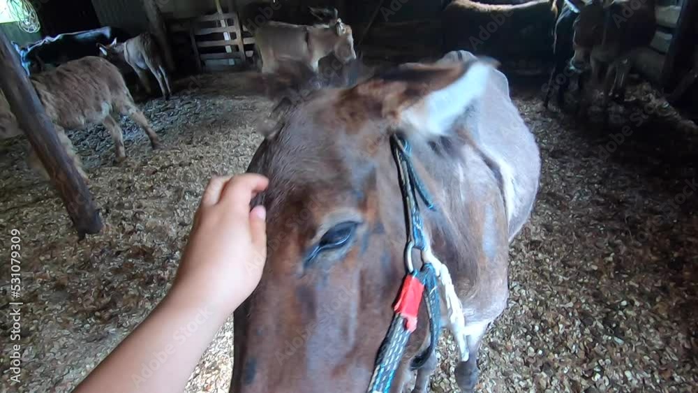 Girl stroking domestic donkey on head at donkey, ass farm. Many donkeys ...