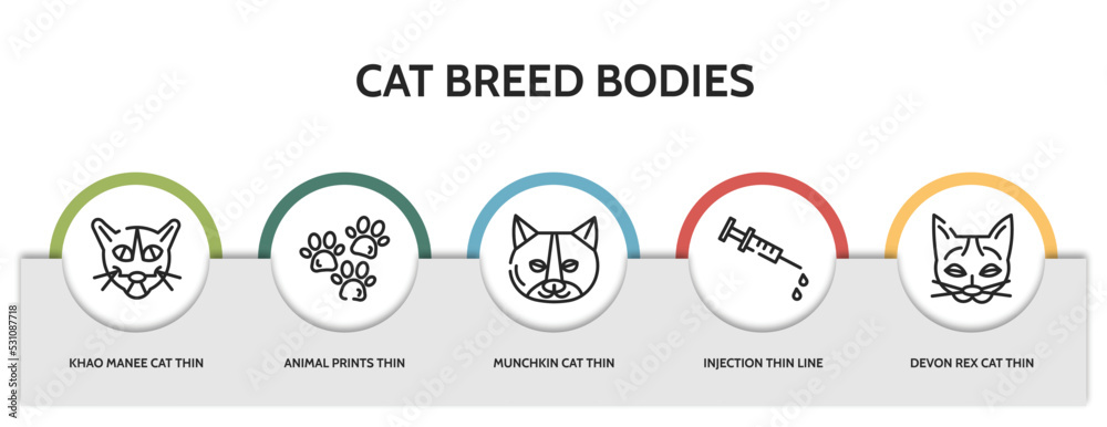 set of 5 thin line cat breed bodies icons with infographic template ... set of 5 thin line cat breed bodies icons with infographic template ...