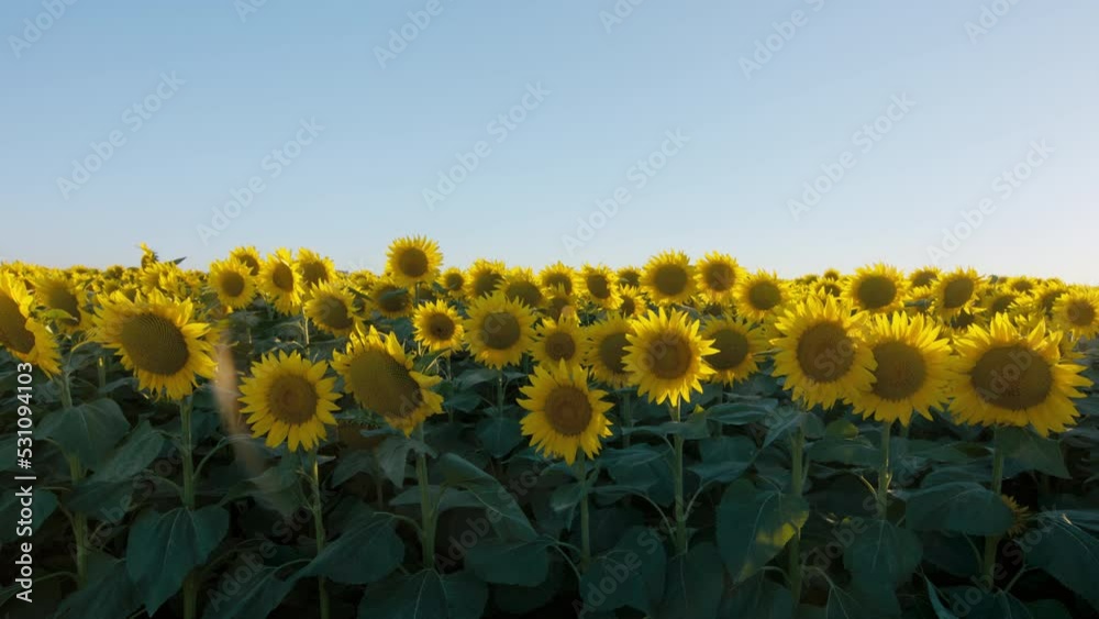 Beautiful screensaver static background shot of sunflower field in ...
