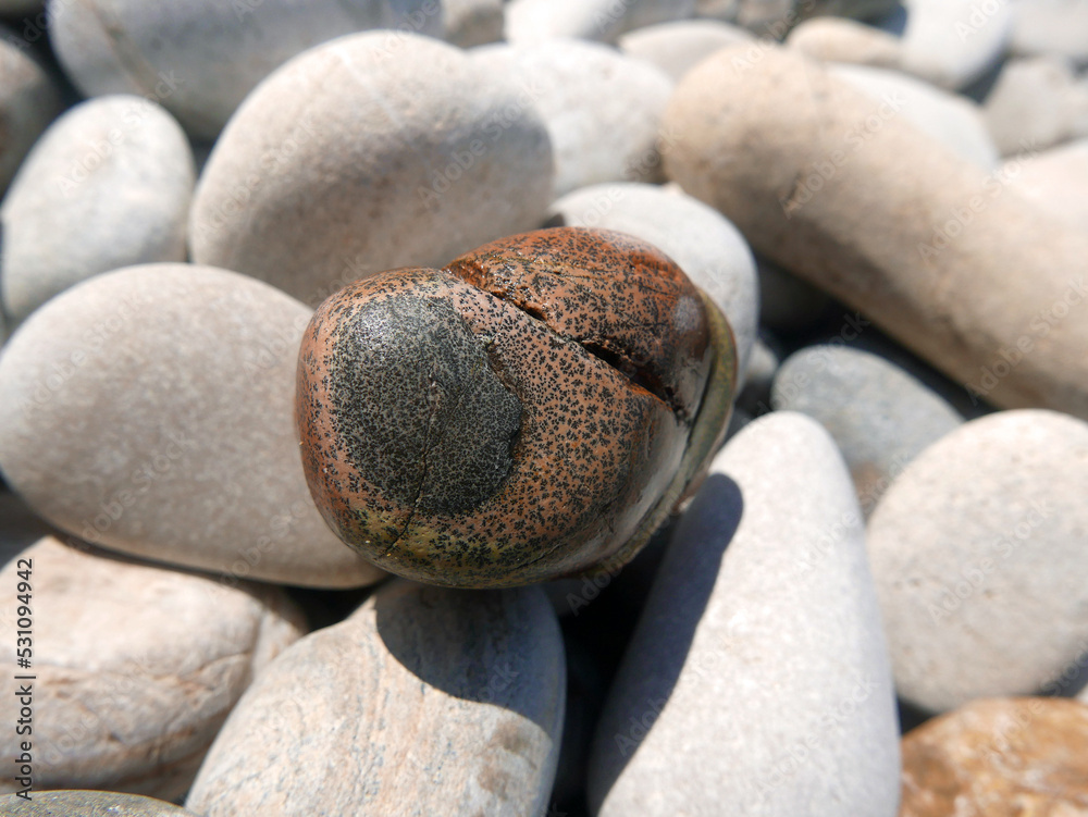 composizione di sasso colorato tra i sassi bianchi sulla spiaggia sotto ...