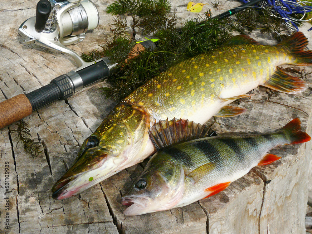 Pike, perch and spinning with a reel lying on a tree stump. Stock Photo ...