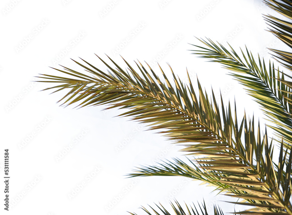 branch of a palm tree png transparent Stock Photo | Adobe Stock