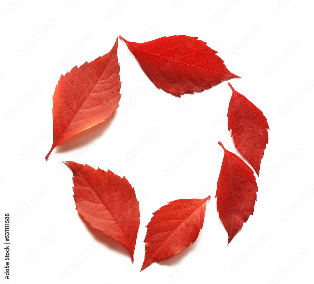 Isolated png red leaves. Transparent round border frame of various ...