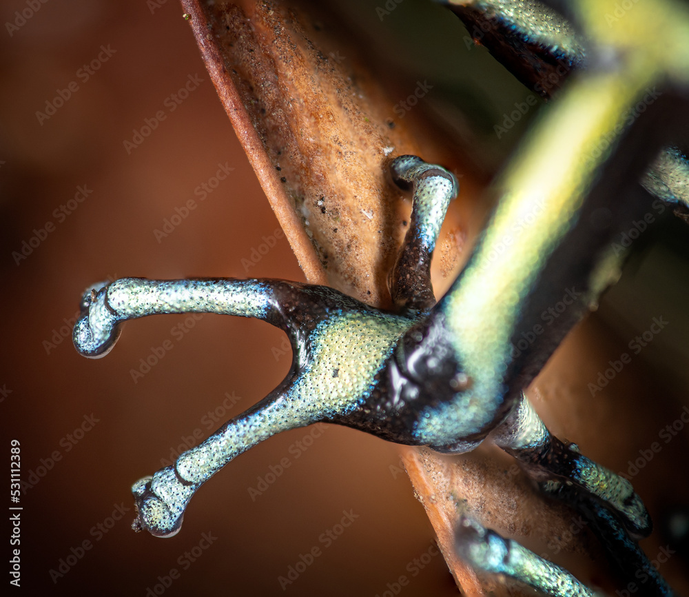 frog leg dendrobates truncatus frog, Colombia endemic especie Stock ...