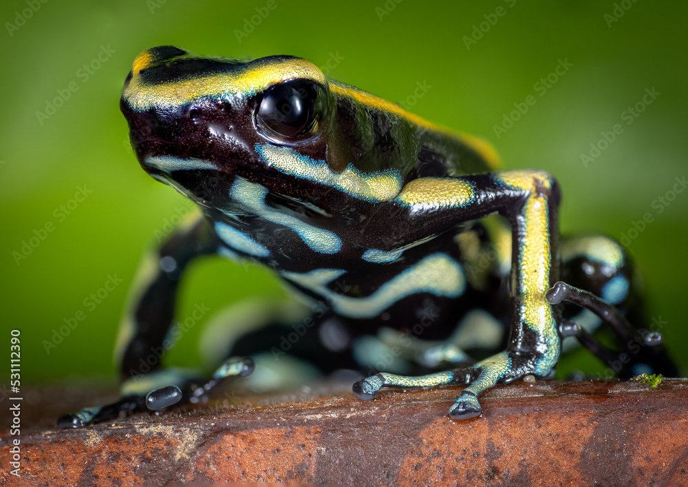 dendrobates truncatus frog, Colombia endemic especie Stock Photo ...