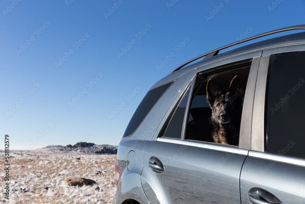 German Shepherd Dog looking expectantly out the window of a vehicle ...