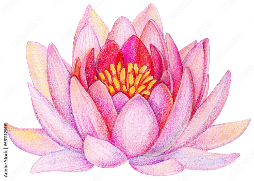 Transparent Background Pink lotus flower Illustration Png. Transparent ...