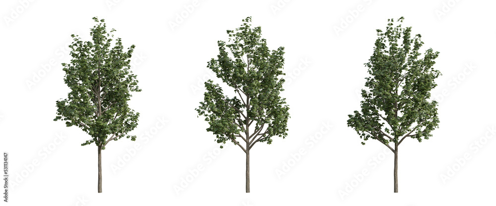 tree isolated on transparent background , tree 3d render Stock ...