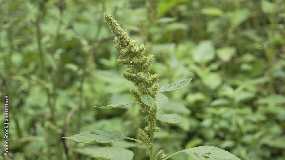 Green Pigweed