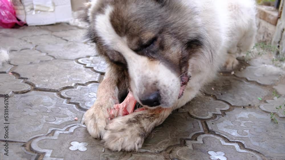 Big angry Central Asian Shepherd dog eats a bone. Dangerous animal to ...