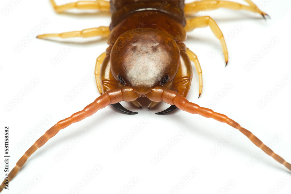 centipede (Scolopendra sp.) sleeping on White background. Macro ...