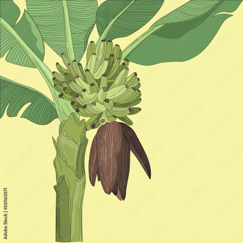 Banana tree vector illustration with flower and branch of bananas ...