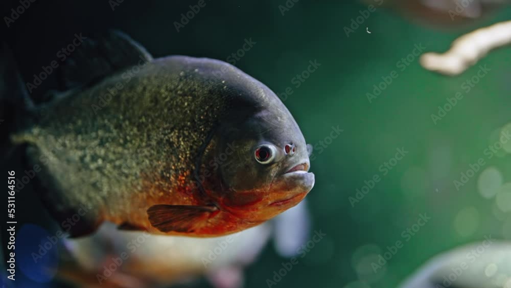 Predatory hungry freshwater red bellied piranha fish swimming in river ...