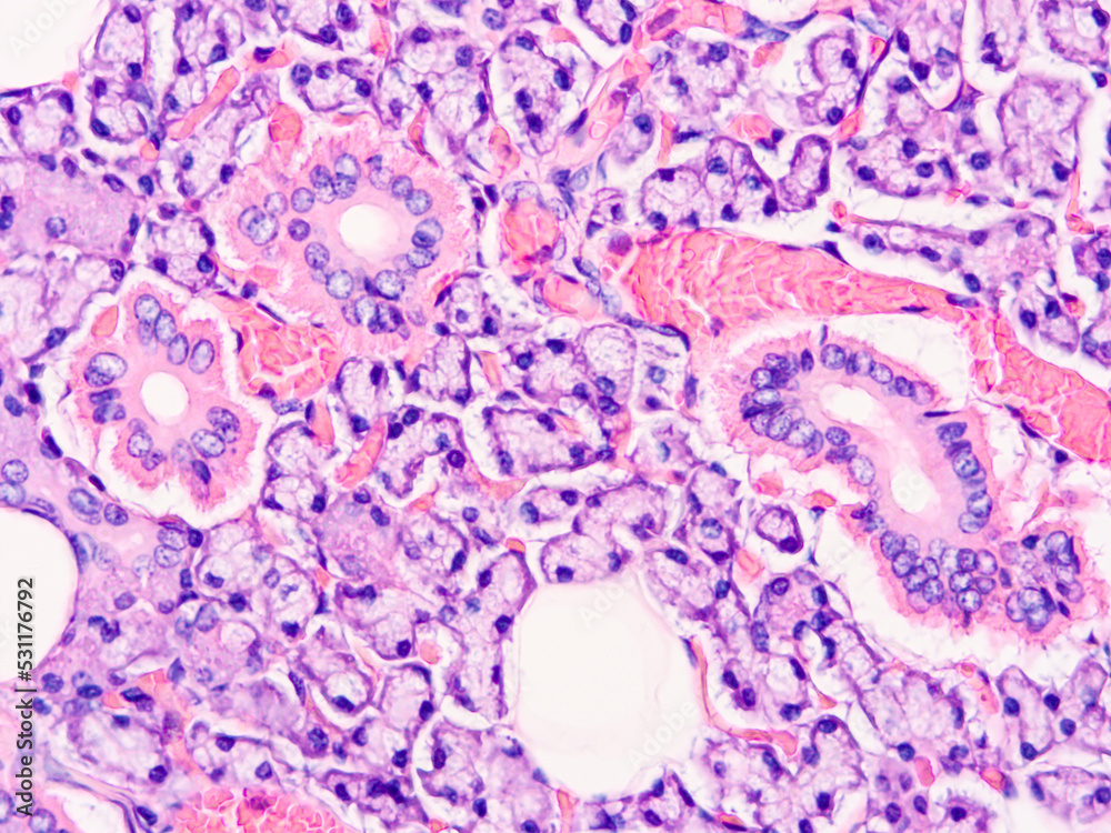 Poster Histology of human tissue, show epithelial tissue and connective ...