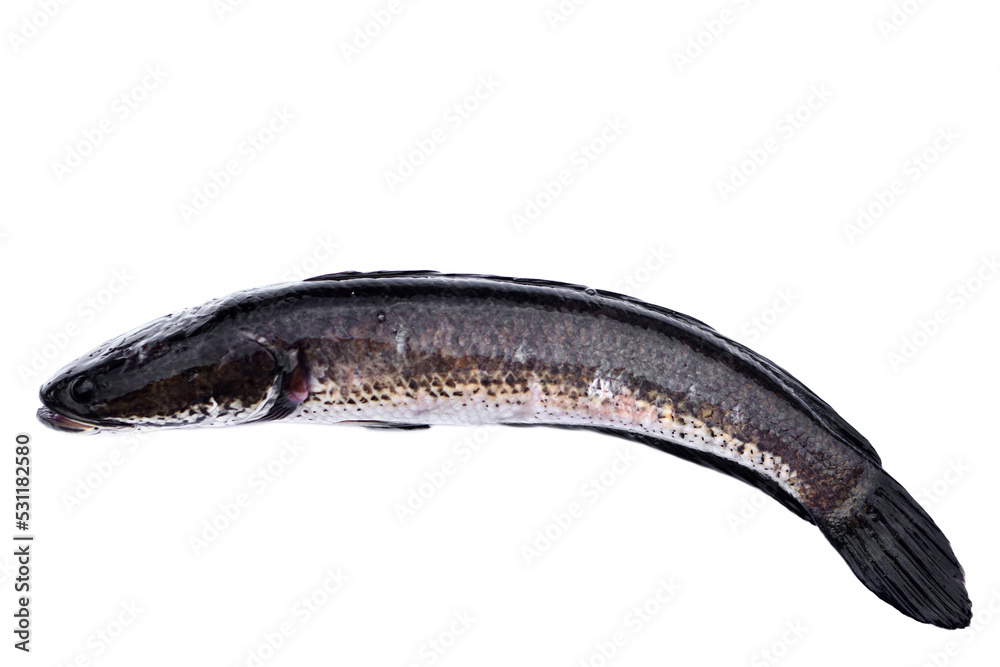 Fresh cork fish or snake fish isolated on white background. Concept ...