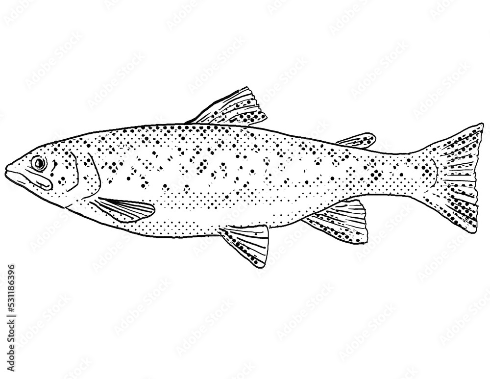 Cartoon style line drawing of a brown trout or Salmo trutta a ...