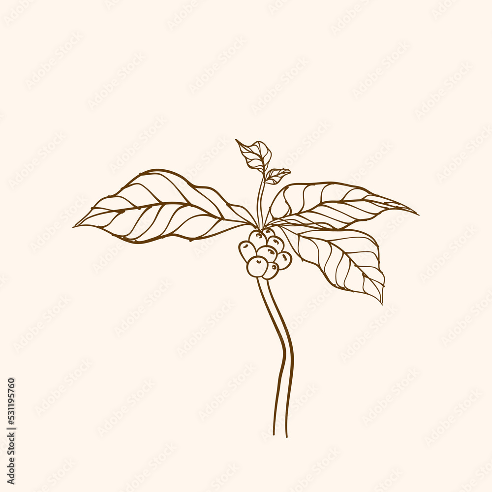 Coffee plant branch with leaf. Hand drawn coffee branch. Coffee beans ...