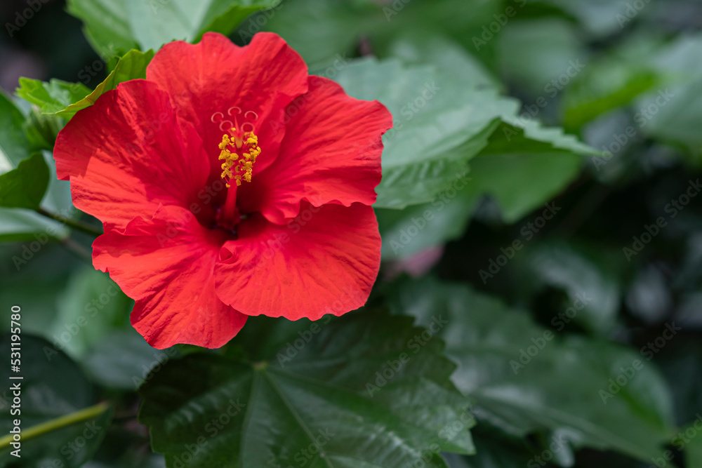 Hibiscus rosa-sinensis, known colloquially as Chinese hibiscus, China ...