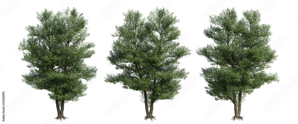 tree isolated on transparent background , tree 3d render Stock ...
