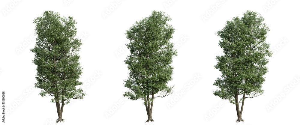tree isolated on transparent background , tree 3d render Stock ...